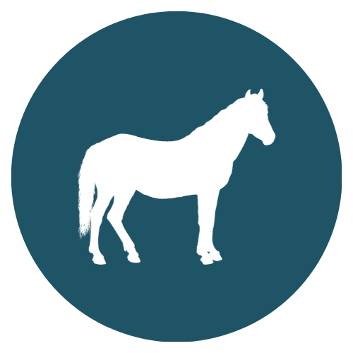 Surgery - High Country Veterinary Services