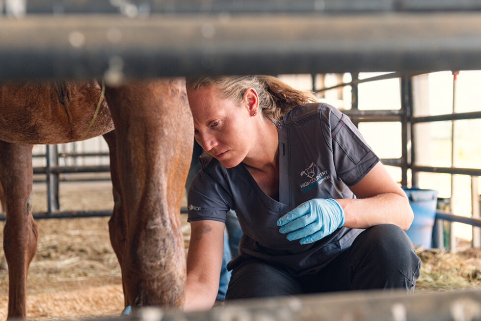 Dr. Taylor Karlin, DVM | High Country Vet